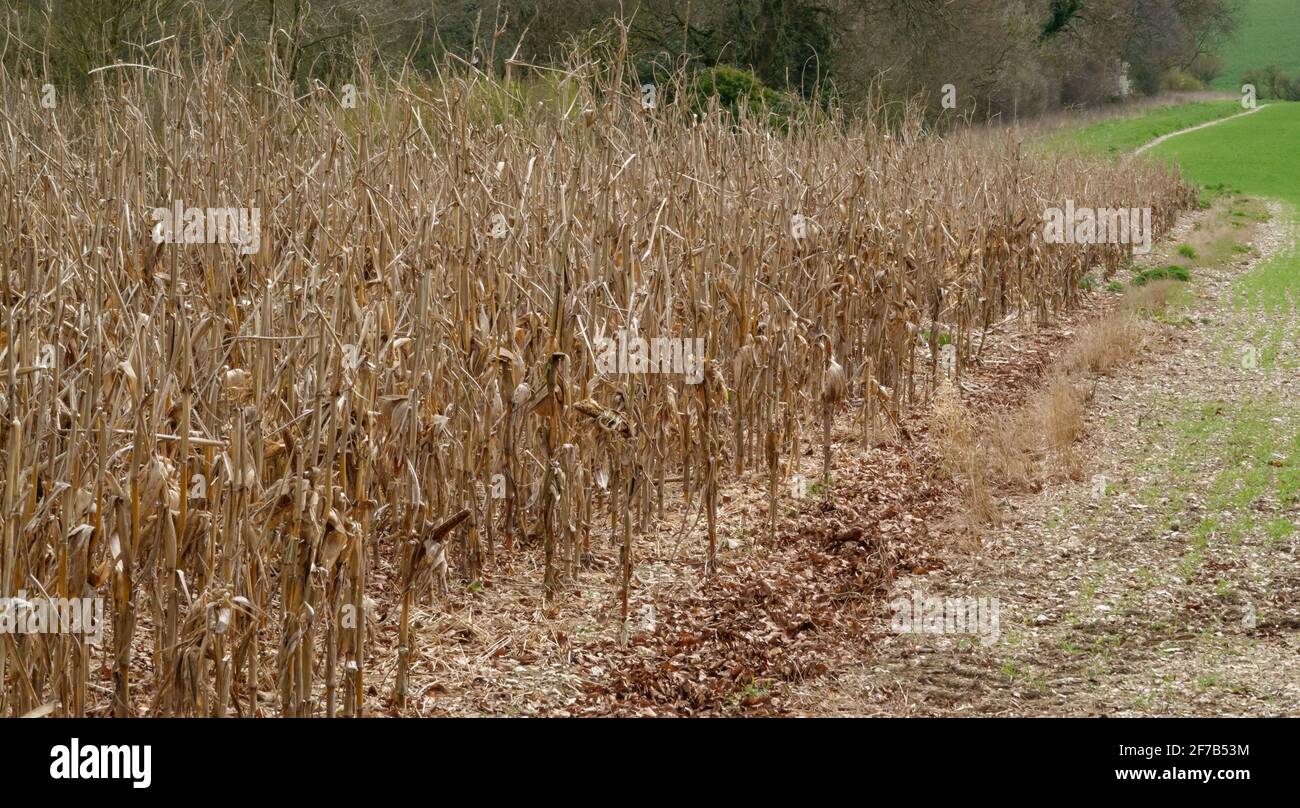 looking along rows of tall dead corn crop left for the fauna over ...