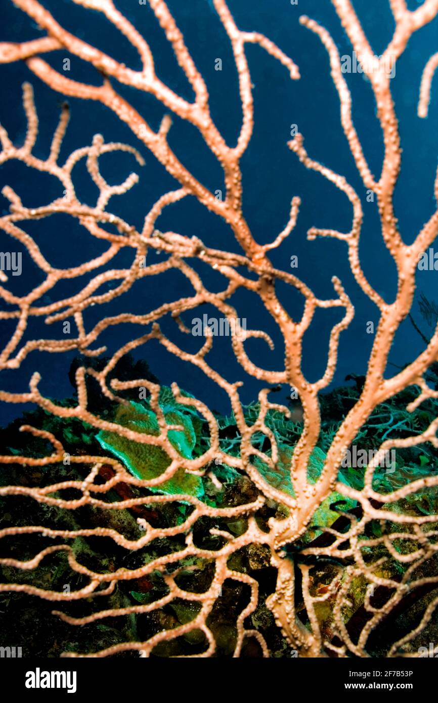 Whips coral hi-res stock photography and images - Alamy