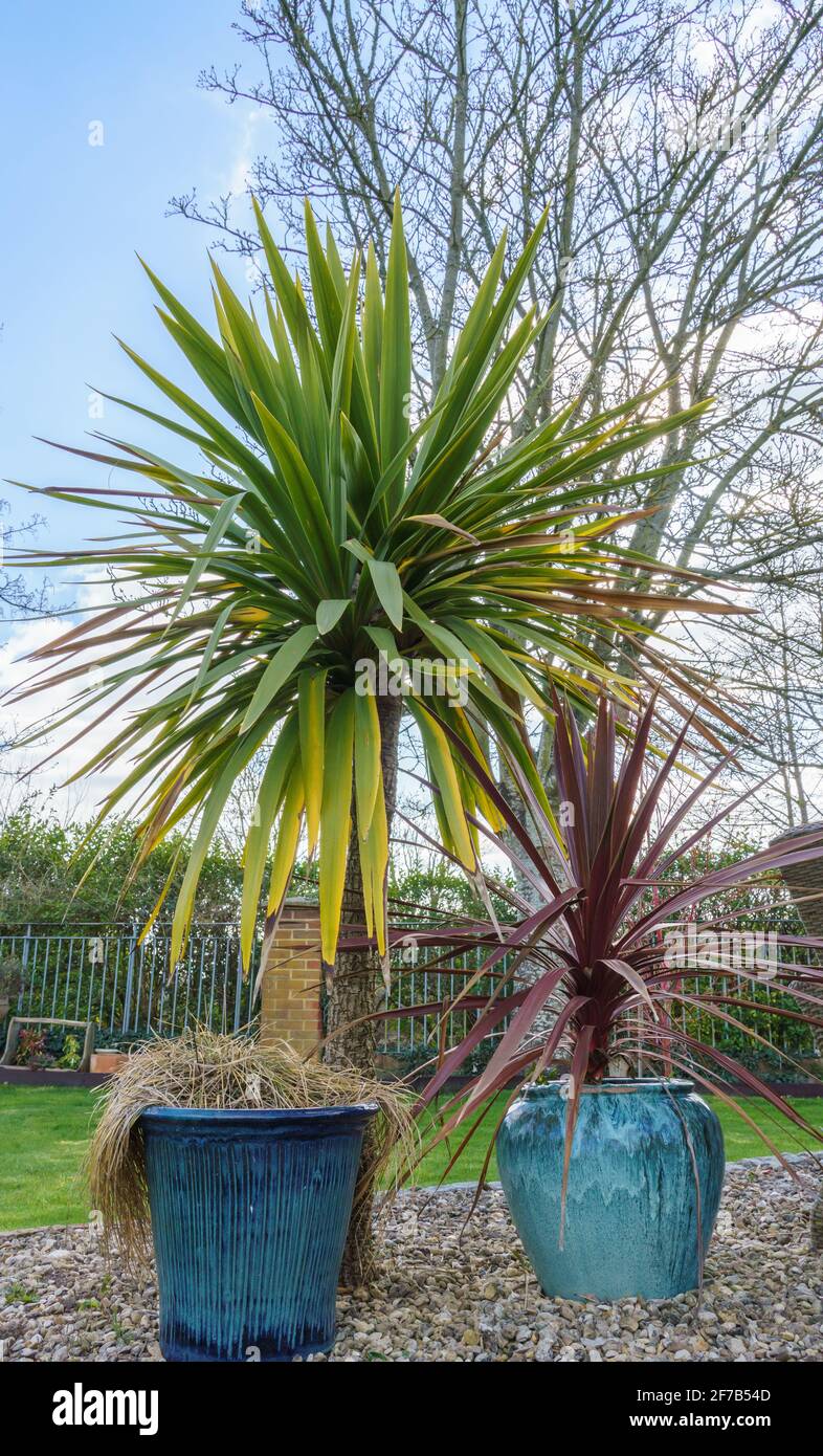 garden palm trees with green and yellow fronds Stock Photo - Alamy