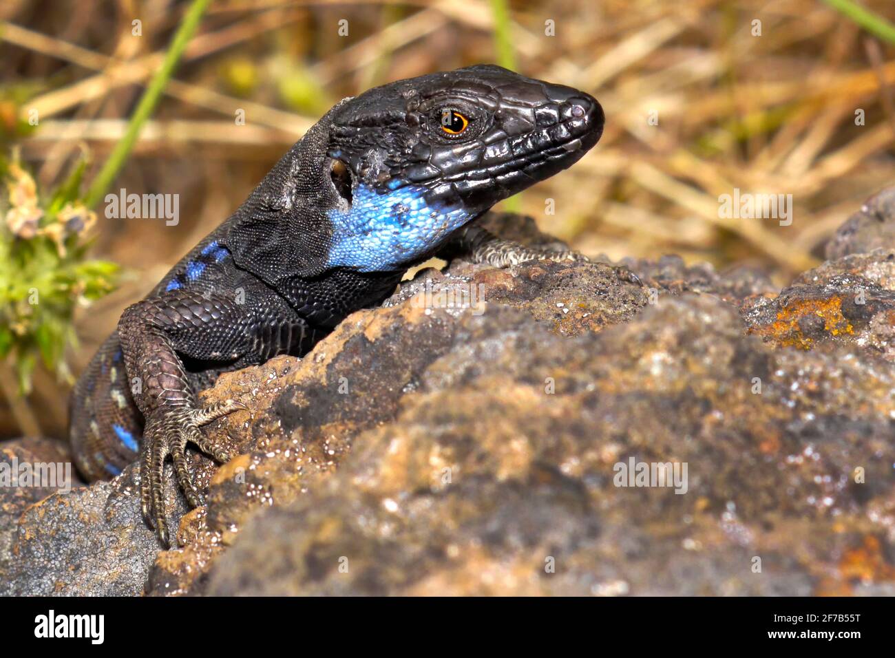 La Palma lizard, Sizeable lizard, Wall lizard, Lagarto Tizón, Gallotia ...