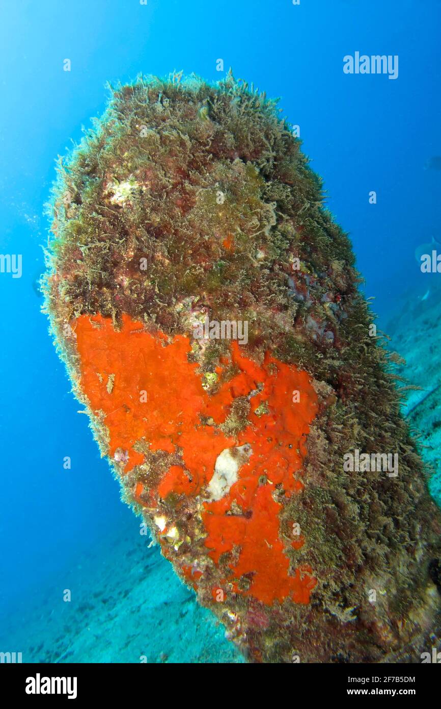 Noble pen shell hi-res stock photography and images - Alamy