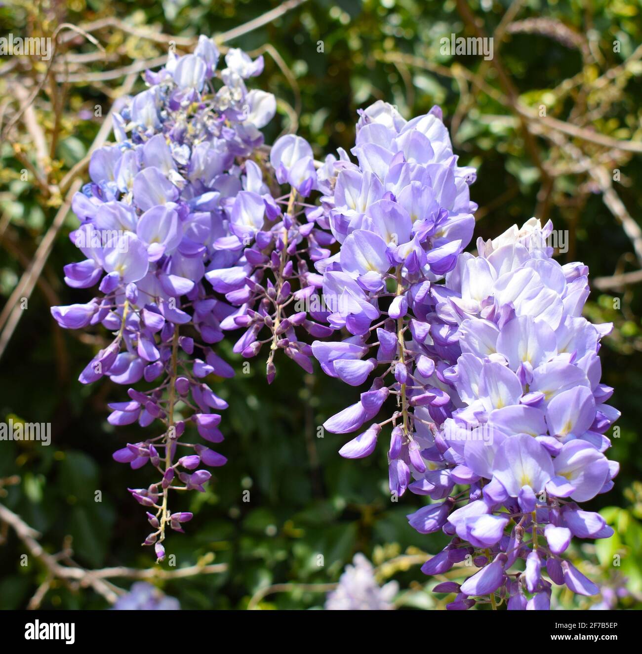 Spring flowering in Barcelona Spain Stock Photo - Alamy