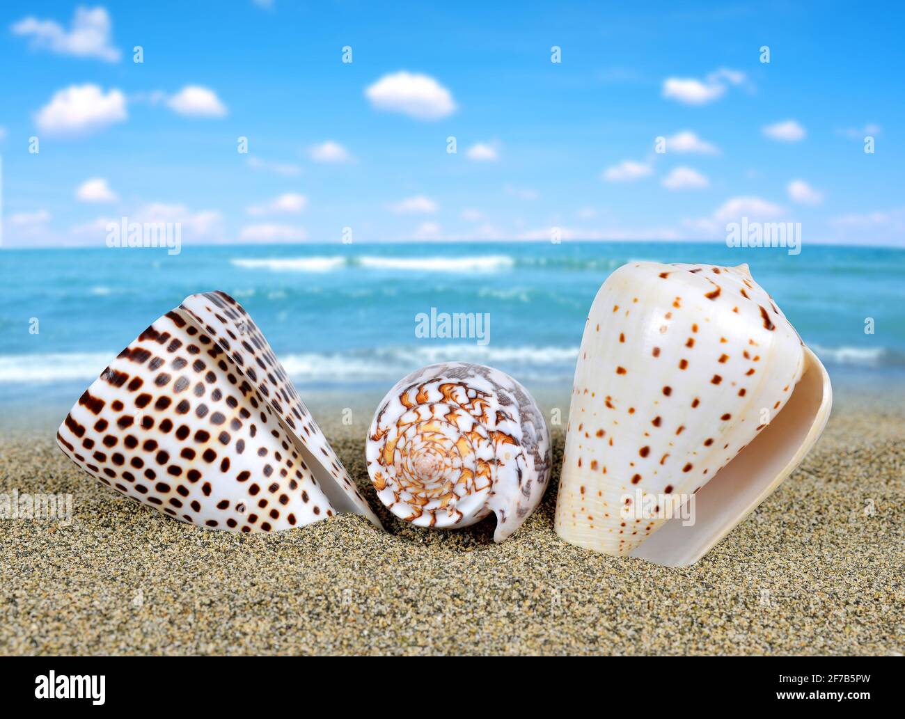 Sea shells sand blue hi-res stock photography and images - Alamy