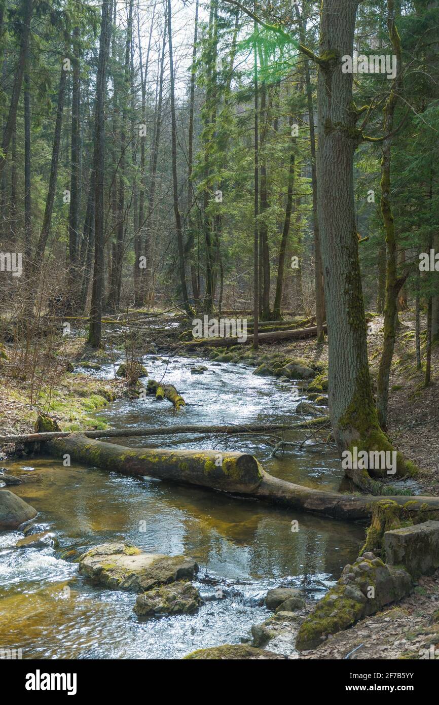 Forest and river with fallen trunks of trees in spring, vertical Stock ...