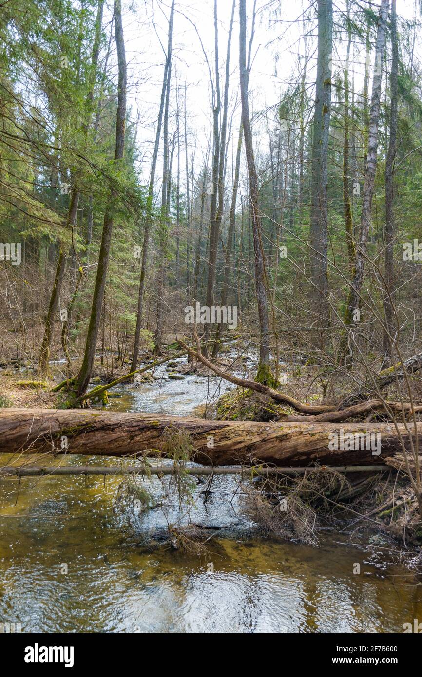 River and fallen tree hi-res stock photography and images - Alamy