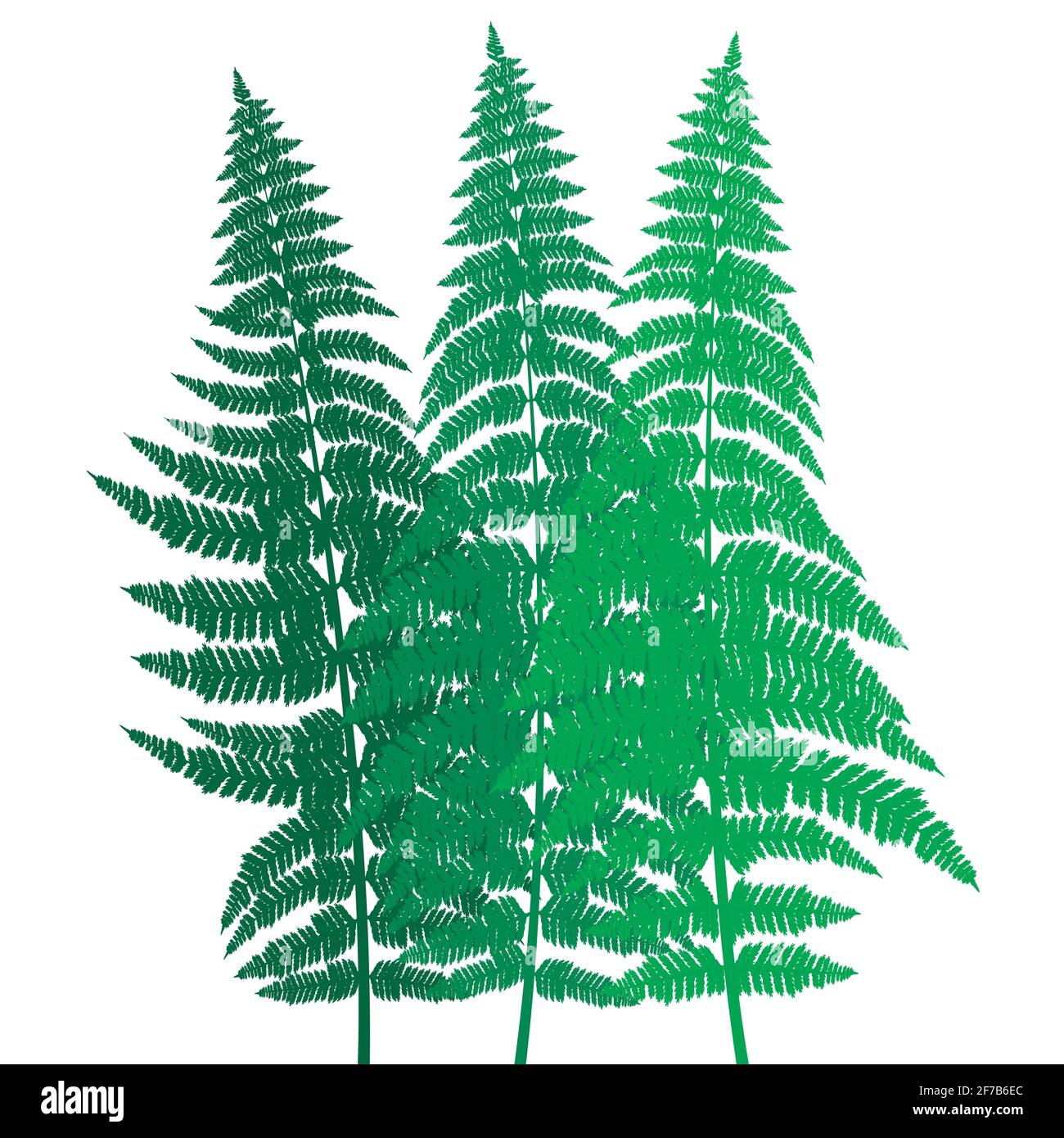 Green fern plants Stock Vector Images - Alamy