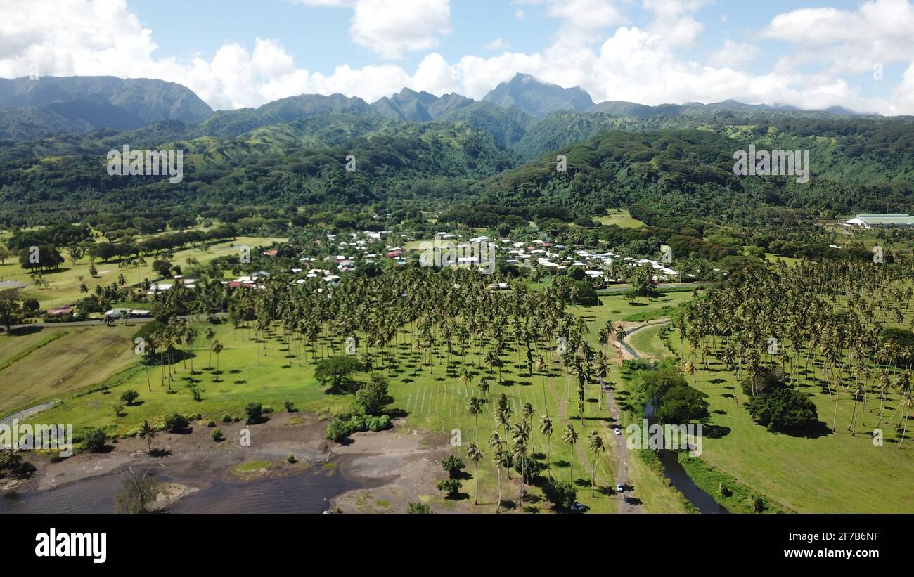 Palm Forest, West Coast, Tahiti, French Polynesia Stock Photo - Alamy
