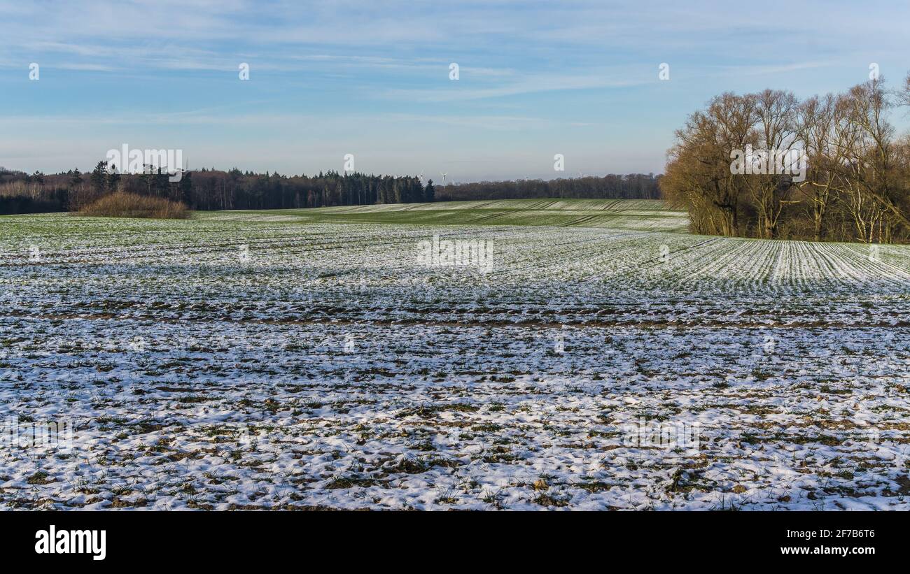 winterly landscape with fields and forest covered with snow Stock Photo ...