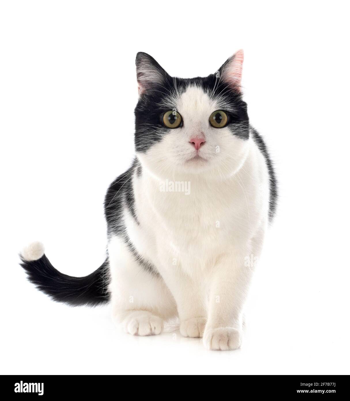 feral cat in front of white background Stock Photo - Alamy