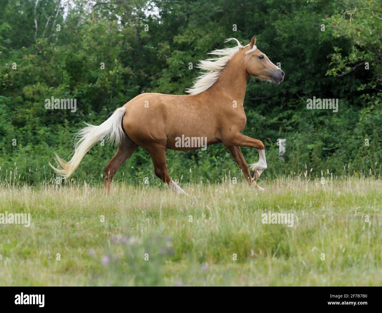A pretty palomino Welsh pony canters through a paddock Stock Photo - Alamy