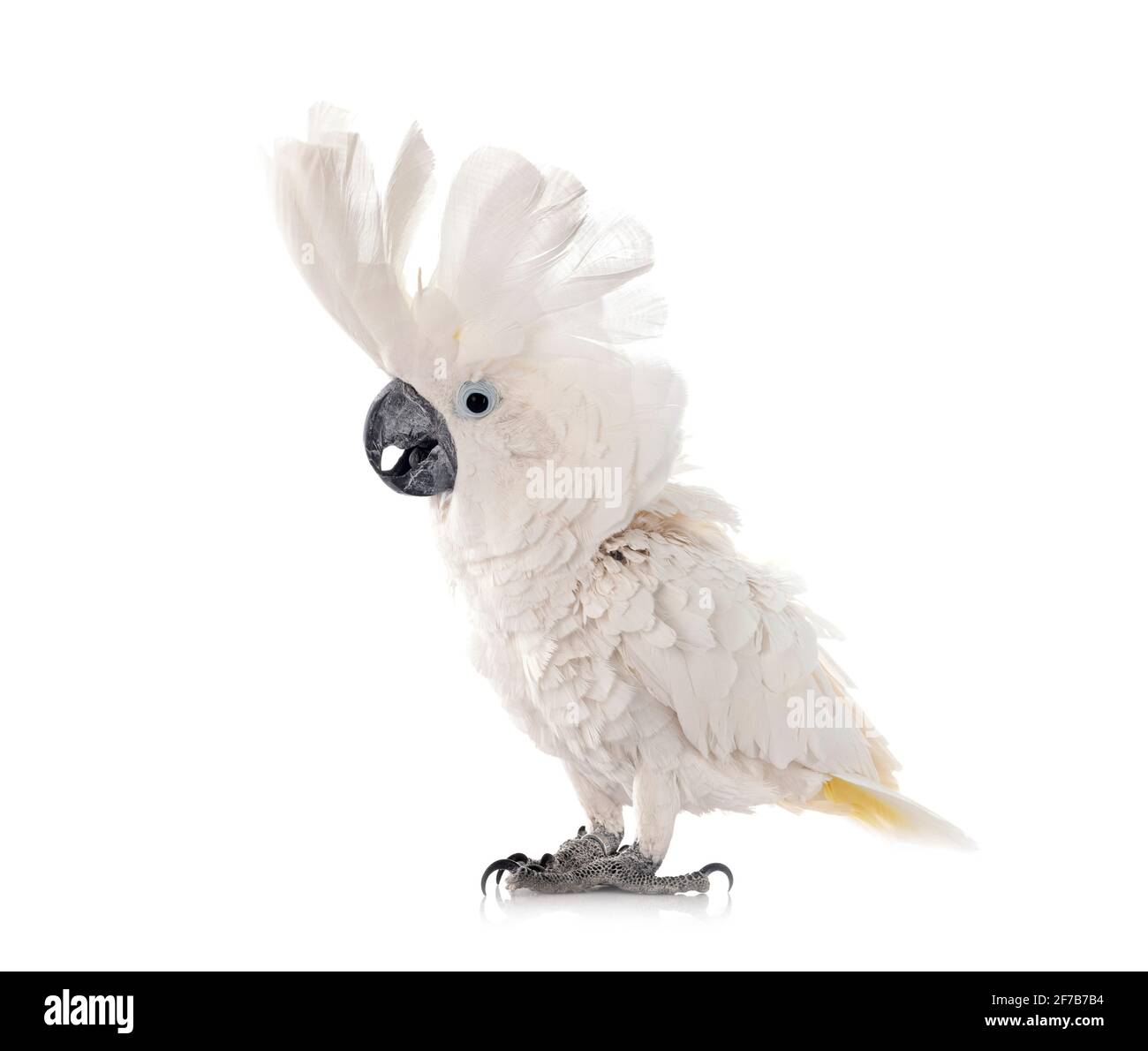 White cockatoo in front of white background Stock Photo - Alamy