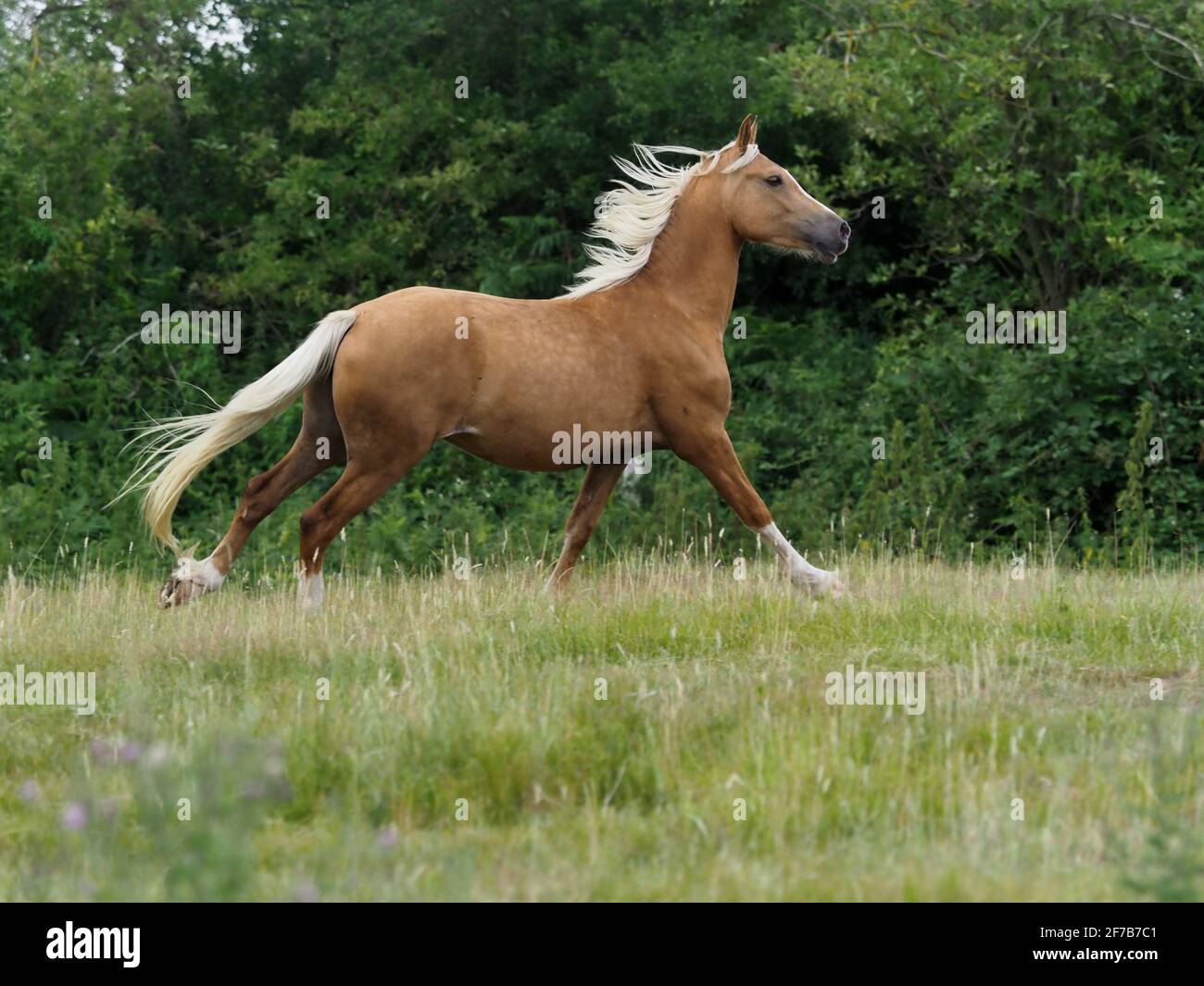 A pretty palomino Welsh pony canters through a paddock Stock Photo - Alamy