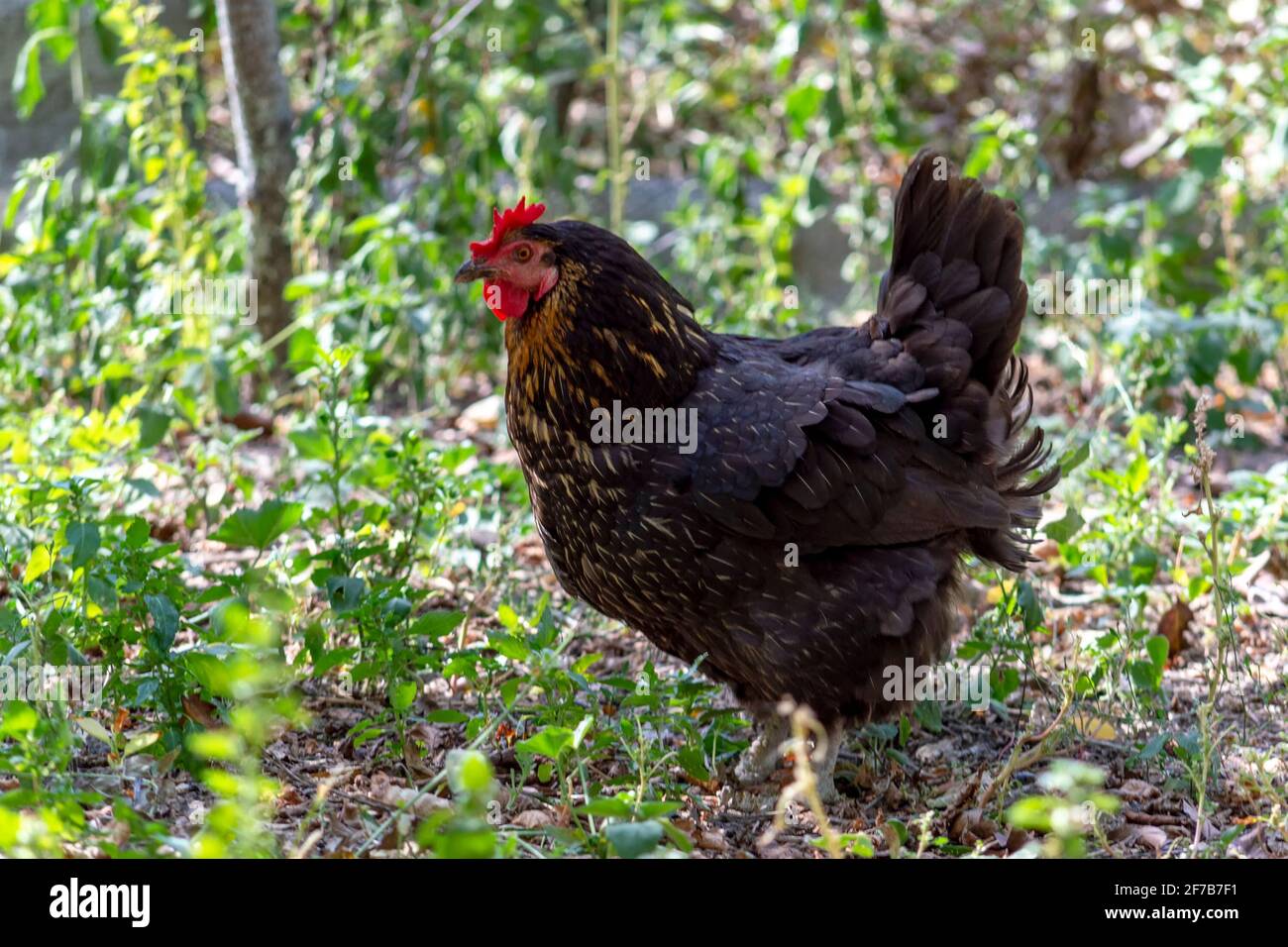 Chicken rooster head side view hi-res stock photography and images - Alamy