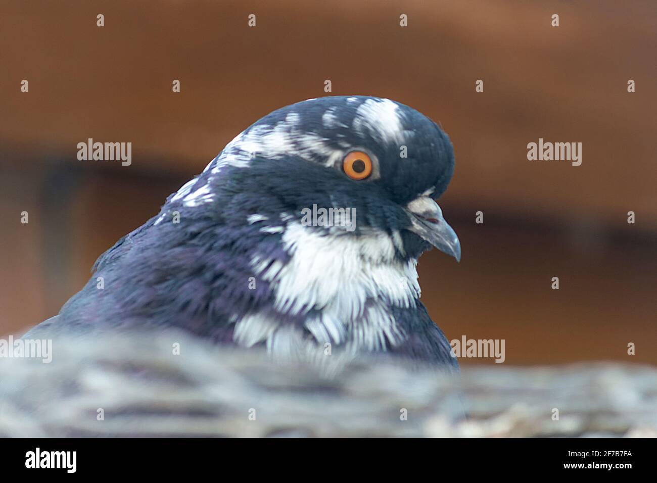Columba maculosa bird hi-res stock photography and images - Alamy