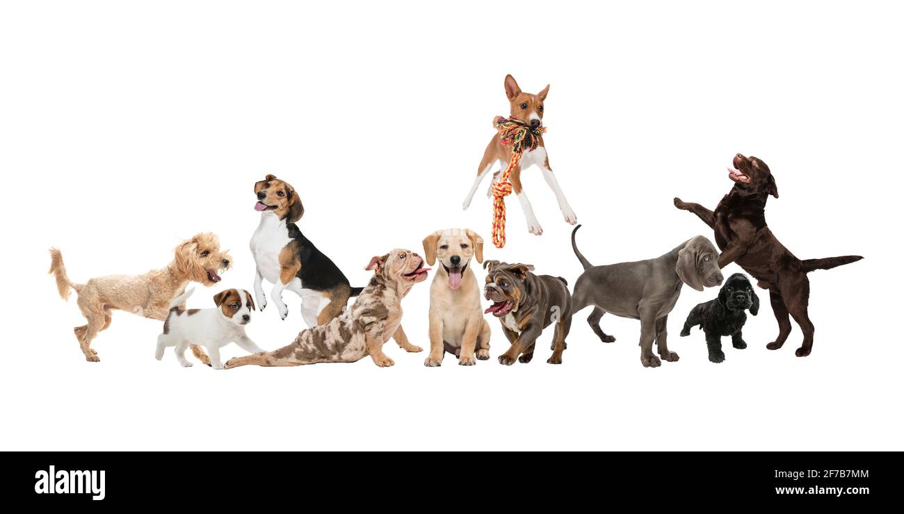 Creative collage of different breeds of dogs isolated over white ...