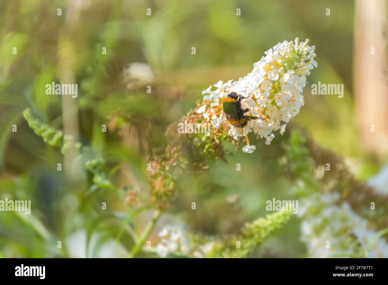 Bumblebee on the white flowers of David's Buddleia. Summer natural ...
