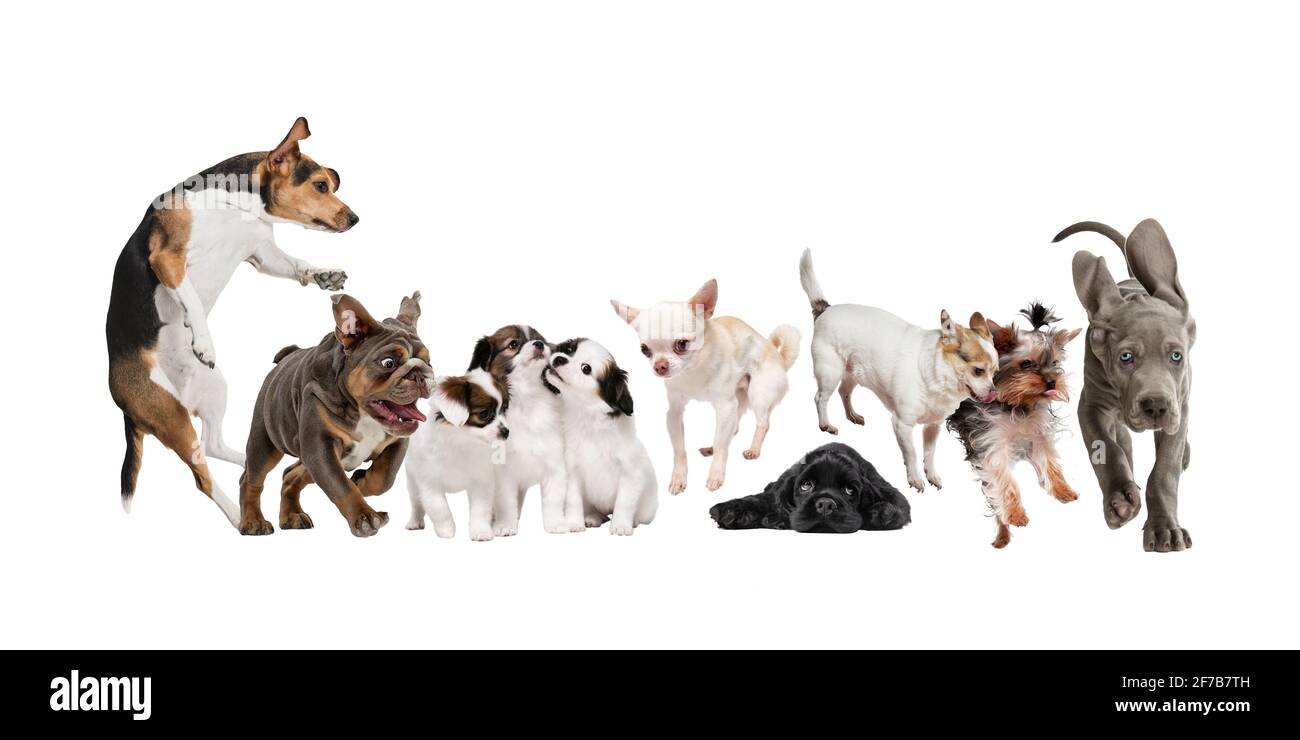 Dog Background Powerpoint