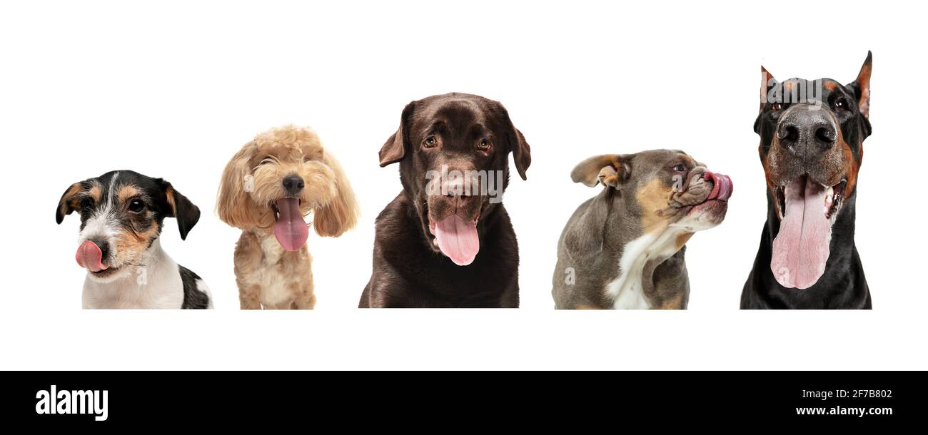 Half-length portraits of different purebred dogs isolated over white ...