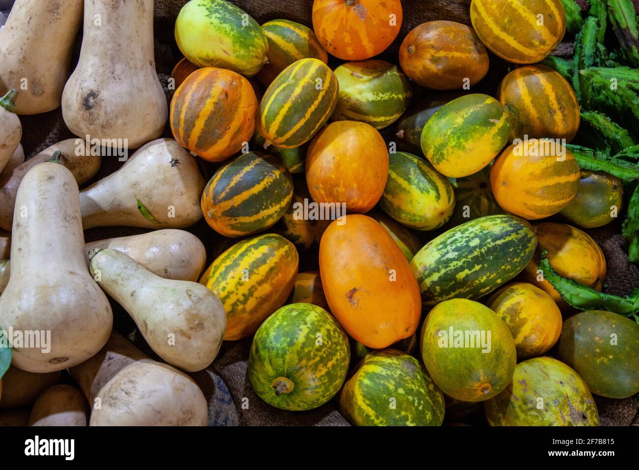 Multi colored pumpkin hi-res stock photography and images - Alamy