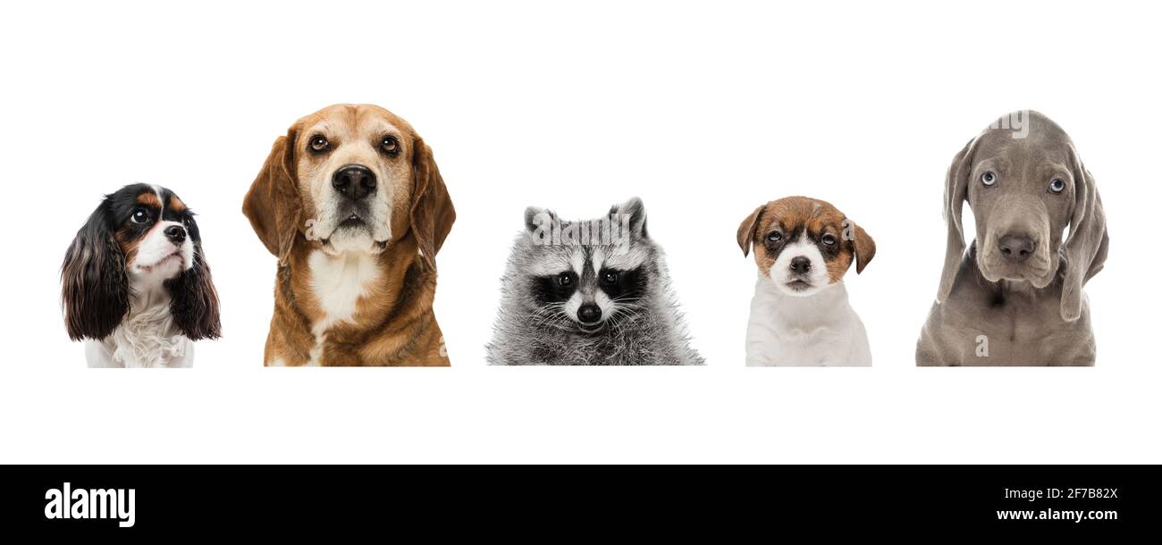 Half-length portraits of different animals isolated over white ...