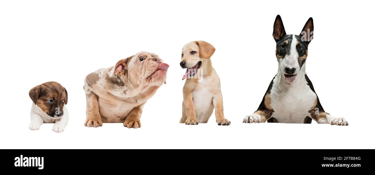 Half-length portraits of different purebred dogs isolated over white ...