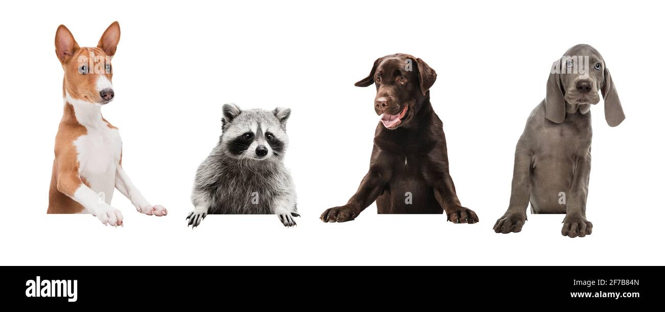 Half-length portraits of different animals isolated over white ...