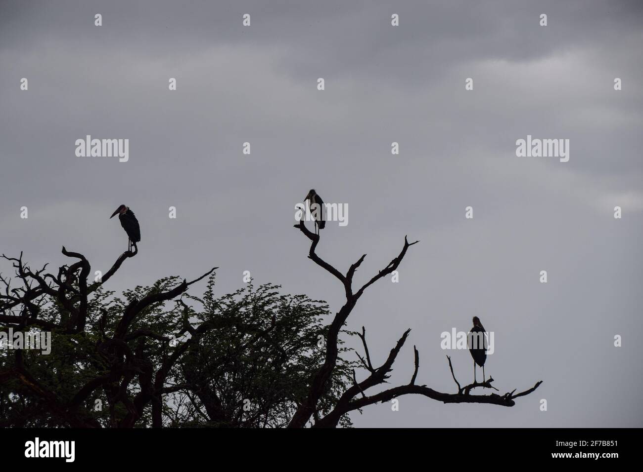Black stork in bush hi-res stock photography and images - Alamy