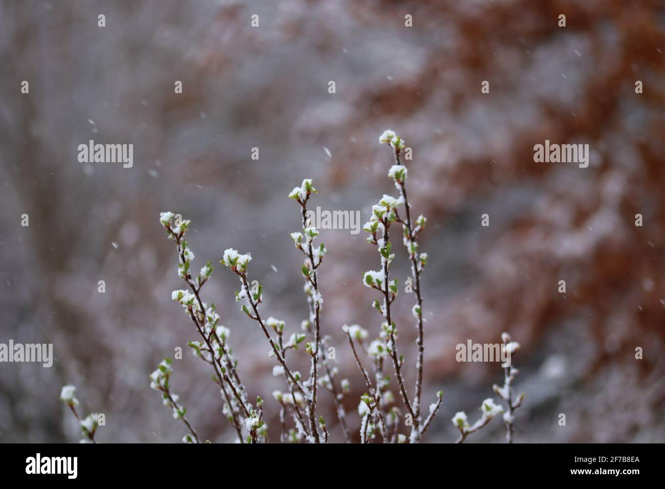 snow covered blooms on twigs in april Stock Photo - Alamy
