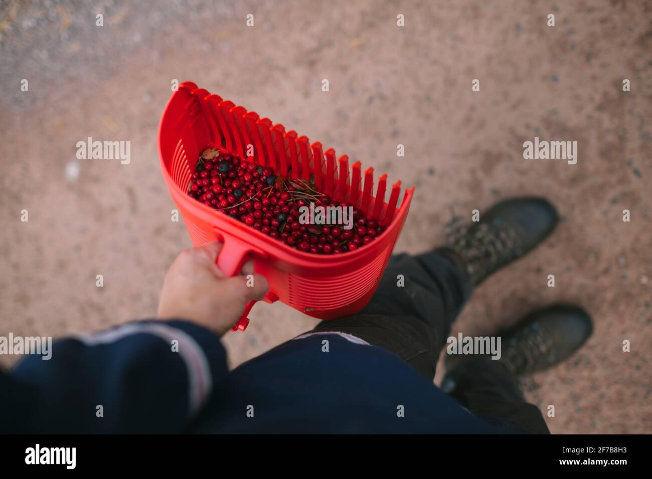 Hand holding berry picker with lingonberries Stock Photo - Alamy