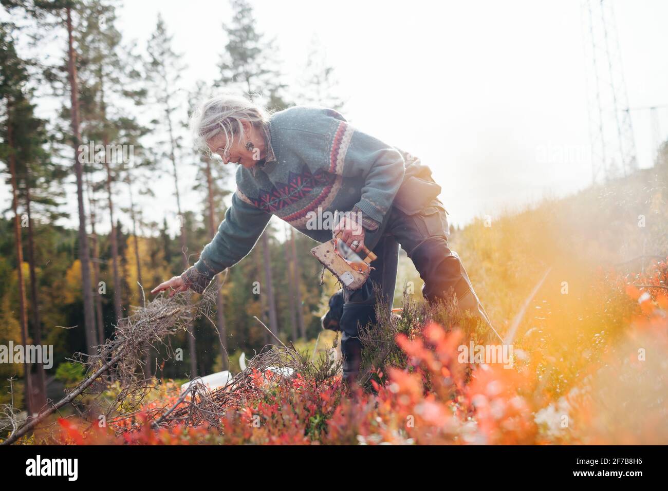 Woman picking fruits hi-res stock photography and images - Alamy