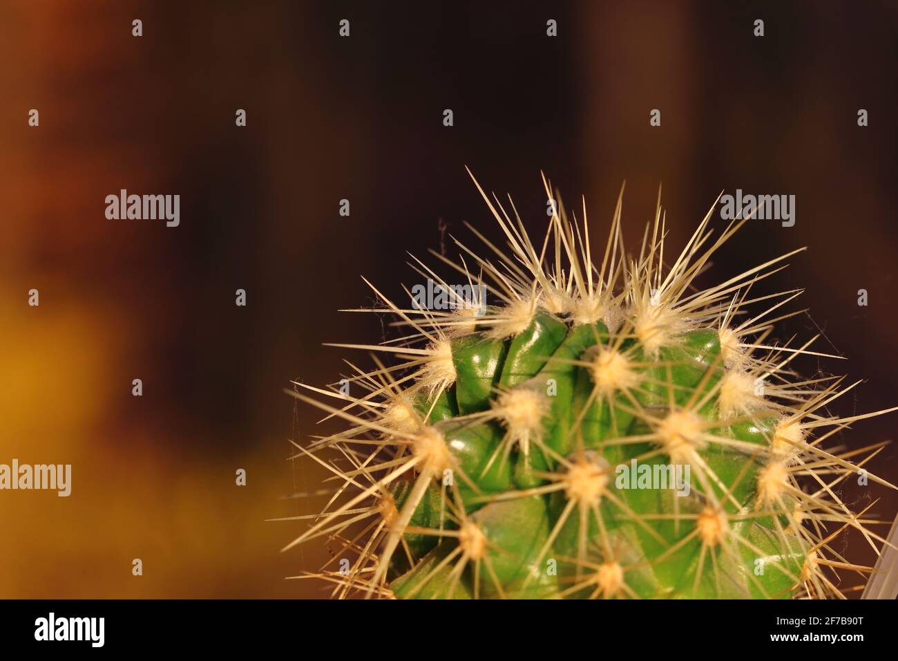 Spiky cactus hi-res stock photography and images - Alamy