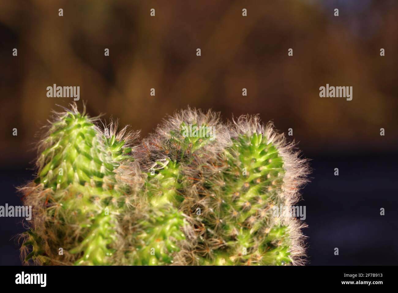 Spiky cactus hi-res stock photography and images - Alamy