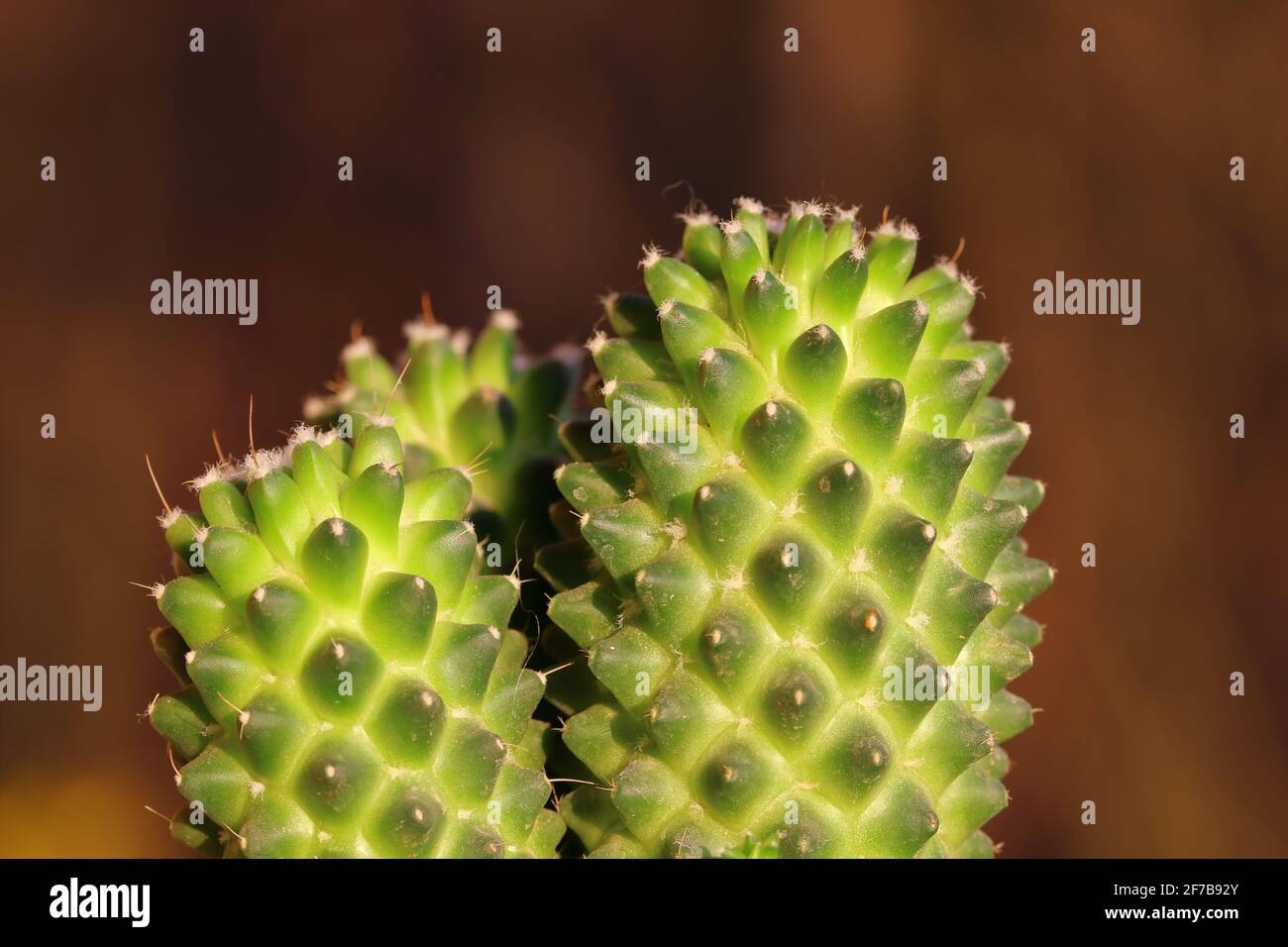 Spiky cactus hi-res stock photography and images - Alamy