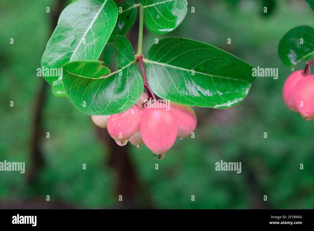 Indian cherry hi-res stock photography and images - Alamy