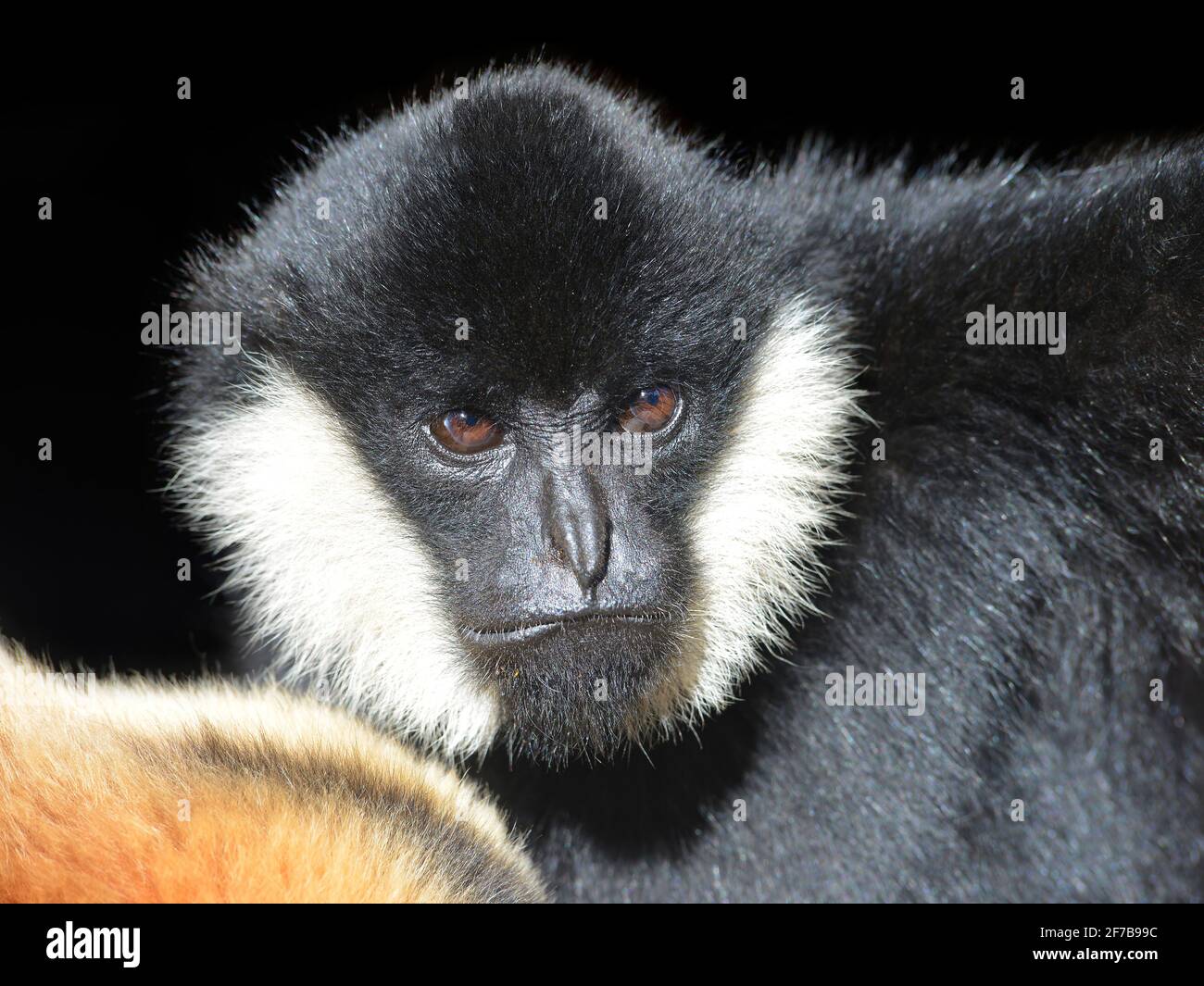 Portrait of a male White Cheeked Gibbon ( Nomascus leucogenys ) on ...