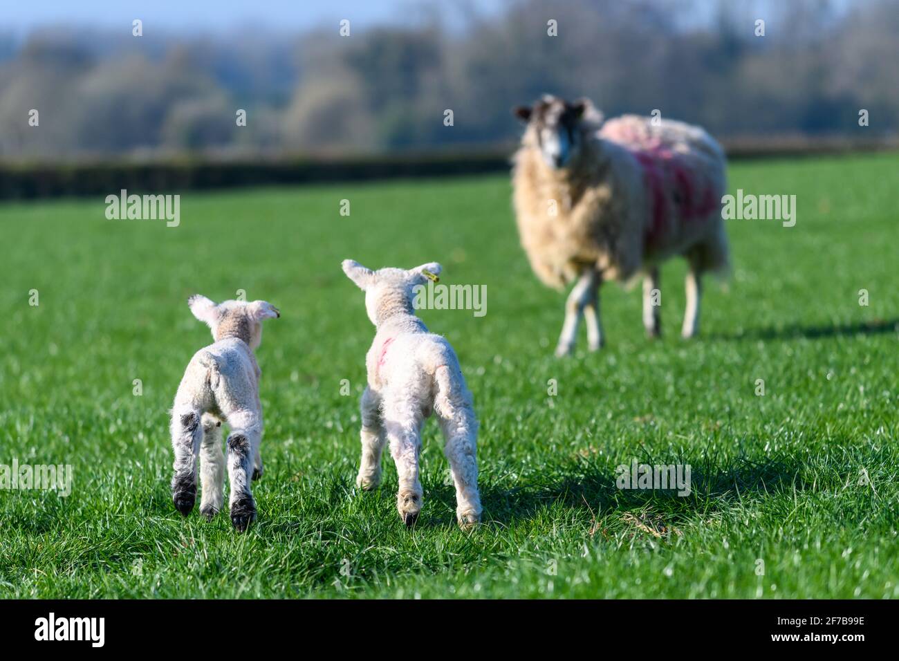 Cute spring lamb hi-res stock photography and images - Alamy