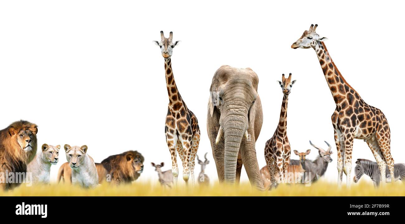 Lions,giraffes,elephant and antelopes on white background Stock Photo ...