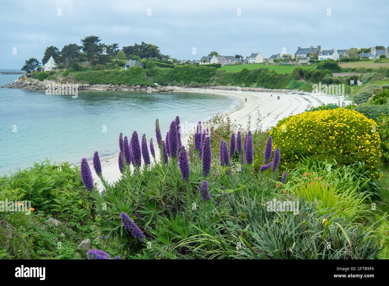 Beautiful garden with flowers on ile de Batz, Bretagne, France Stock ...