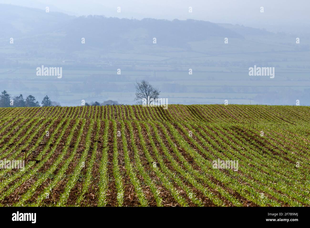 Green field of freshly planted crops Stock Photo - Alamy