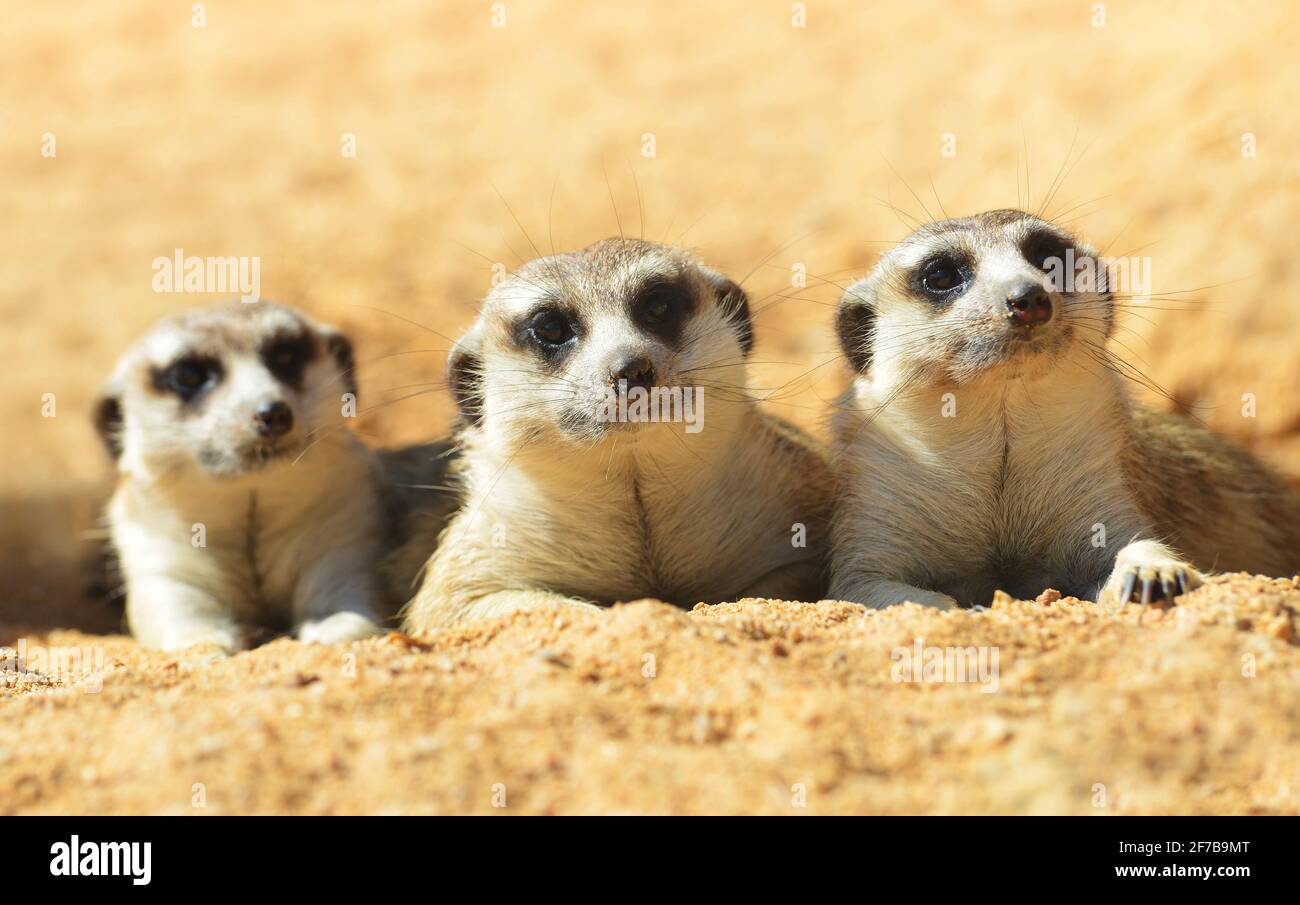 Cute Meerkat ( Suricata suricatta ) lying on the sand. Funny African ...