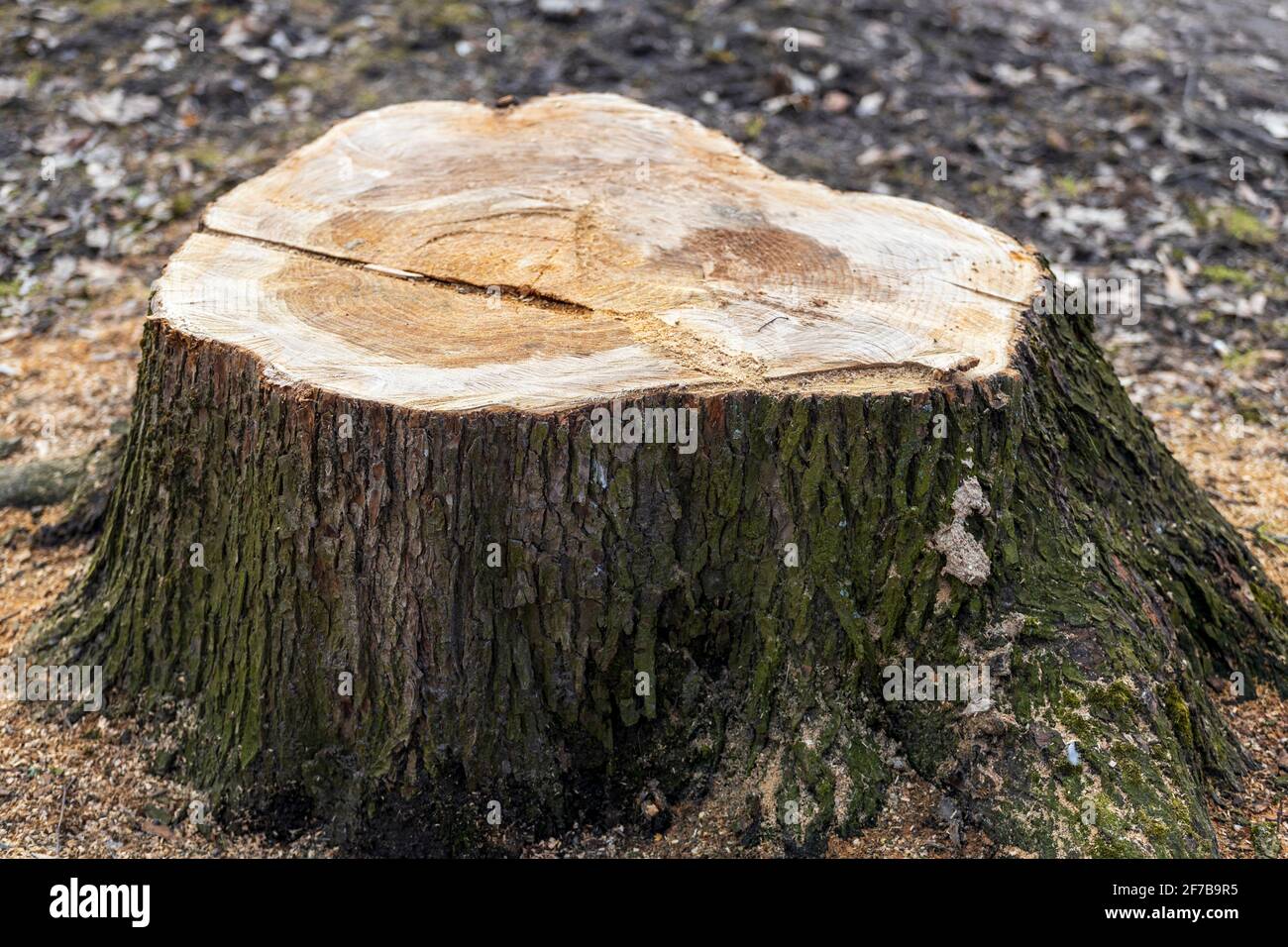 felled tree stump in the park close-up. High quality photo Stock Photo ...