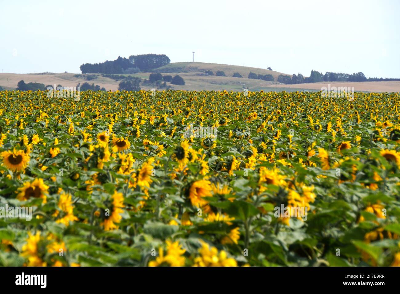 New Zealand, Southern Island Stock Photo - Alamy