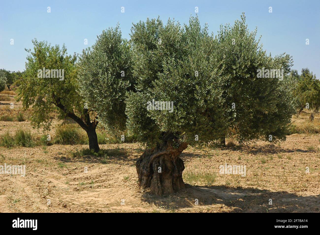 Beautiful old olive tree in a typical Spanish farm, producing the fruit ...