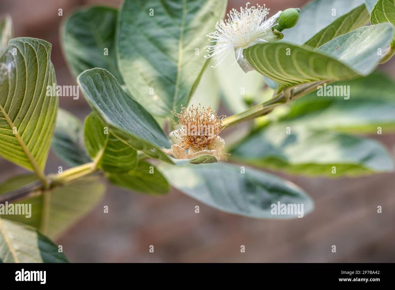 Guava branch with leaves and flowers close up in the garden Stock Photo ...
