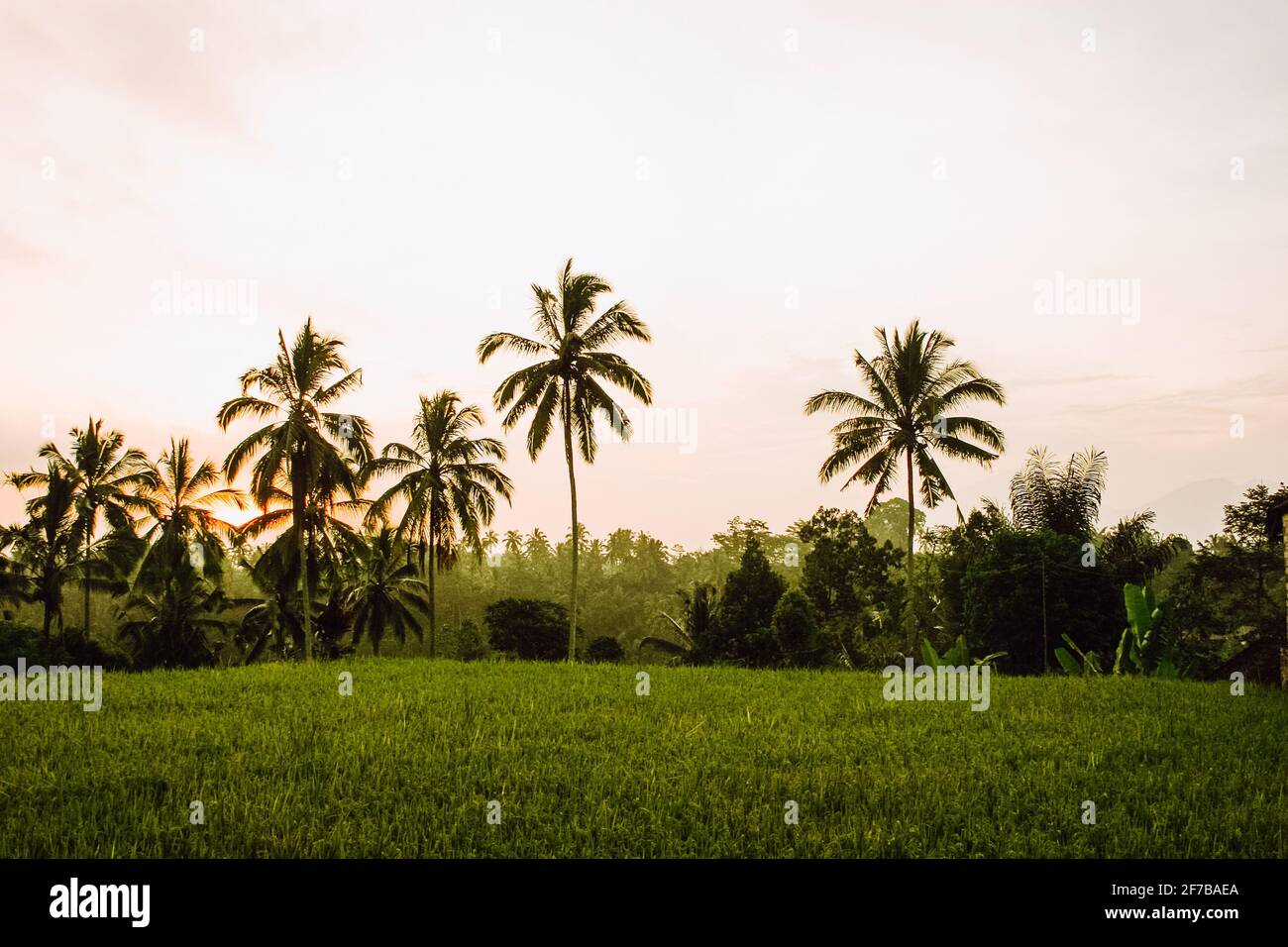 Green palm trees against sunset sky in jungle of Indonesia Stock Photo ...