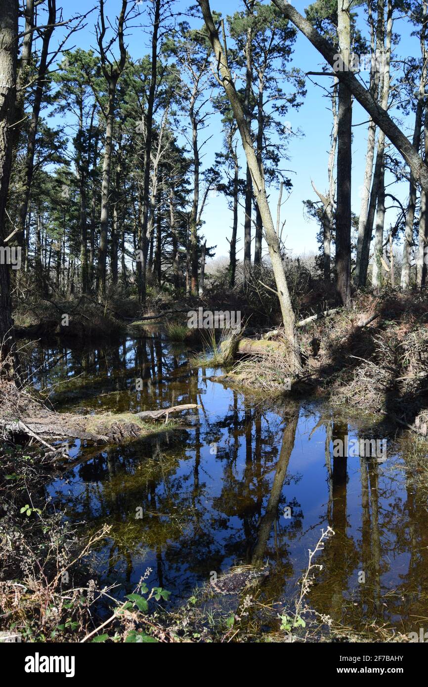 Contemplative woodland pool hi-res stock photography and images - Alamy