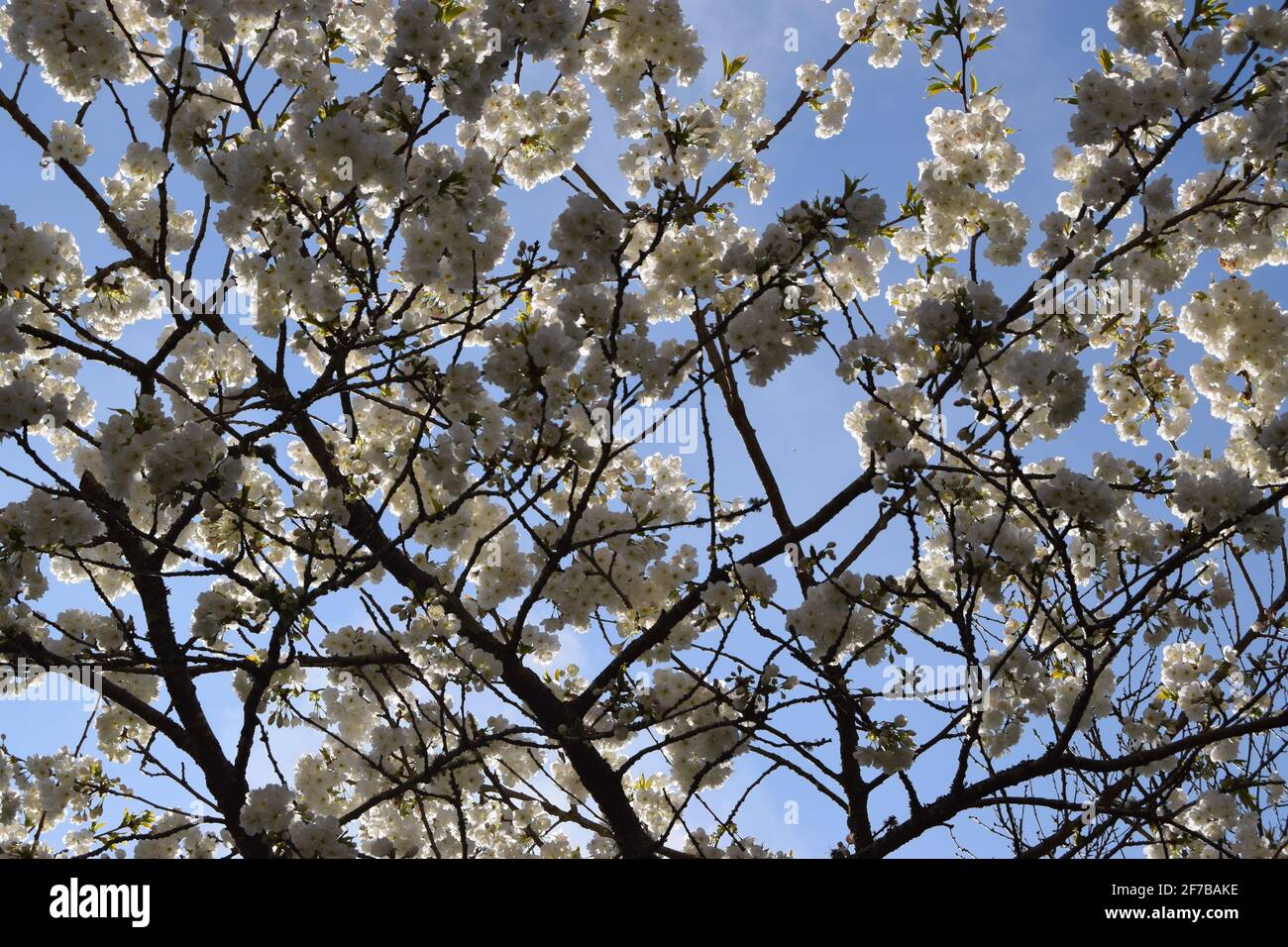 Pale blossom petals hi-res stock photography and images - Alamy
