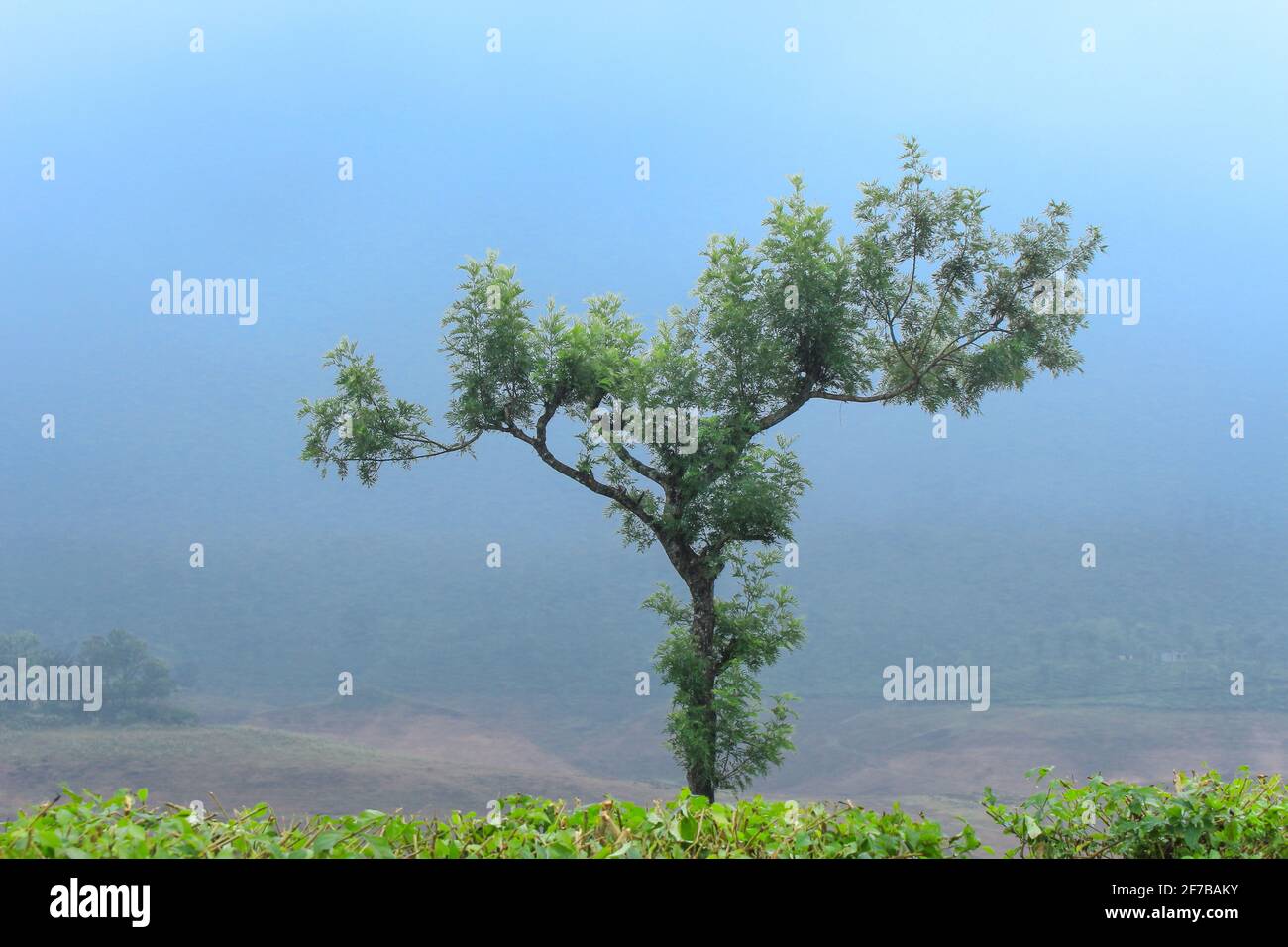 valparai to pollachi road Stock Photo - Alamy