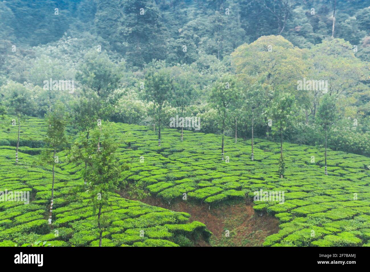 Pollachi hi-res stock photography and images - Alamy