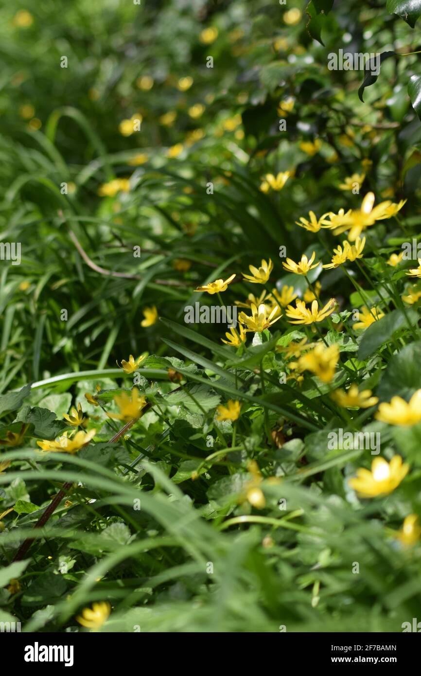 Lots of buttercups hi-res stock photography and images - Alamy